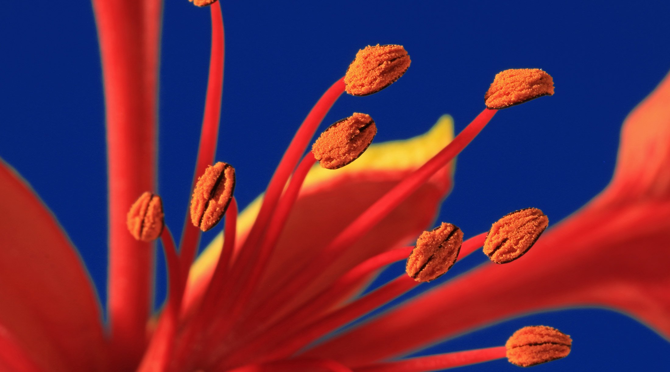 Sustainable, International Benefit Company - Jakala